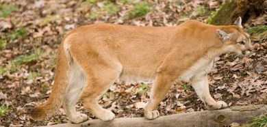 First confirmed female mountain lion in Missouri since 1994