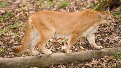 First confirmed female mountain lion in Missouri since 1994