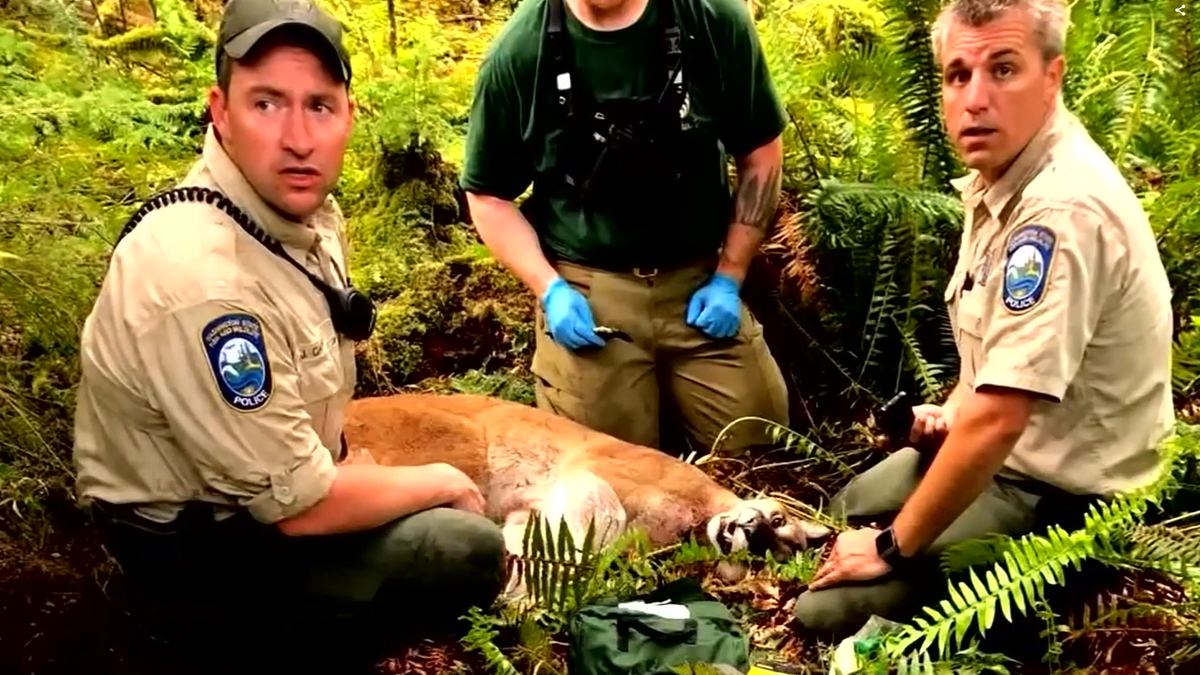 'Help! I got attacked by a mountain lion': 911 calls on deadly cougar ...