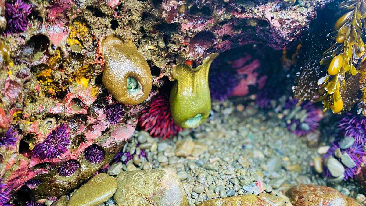 The bizarre California tide pools that inspired 'SpongeBob'