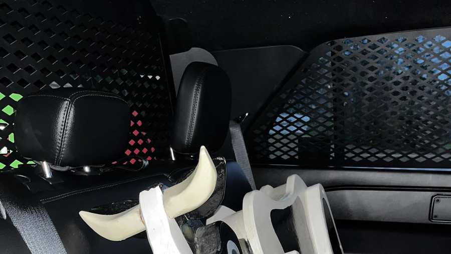 Clinton police department adds a COP: Cow on Patrol