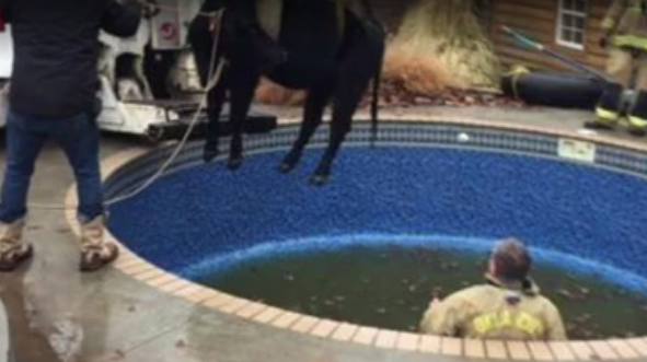 OK City fire dept rescues 1500-pound cow from man's pool