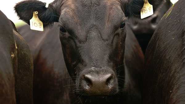 Charges pending against 2 Kentucky teens in shooting of 8 cows