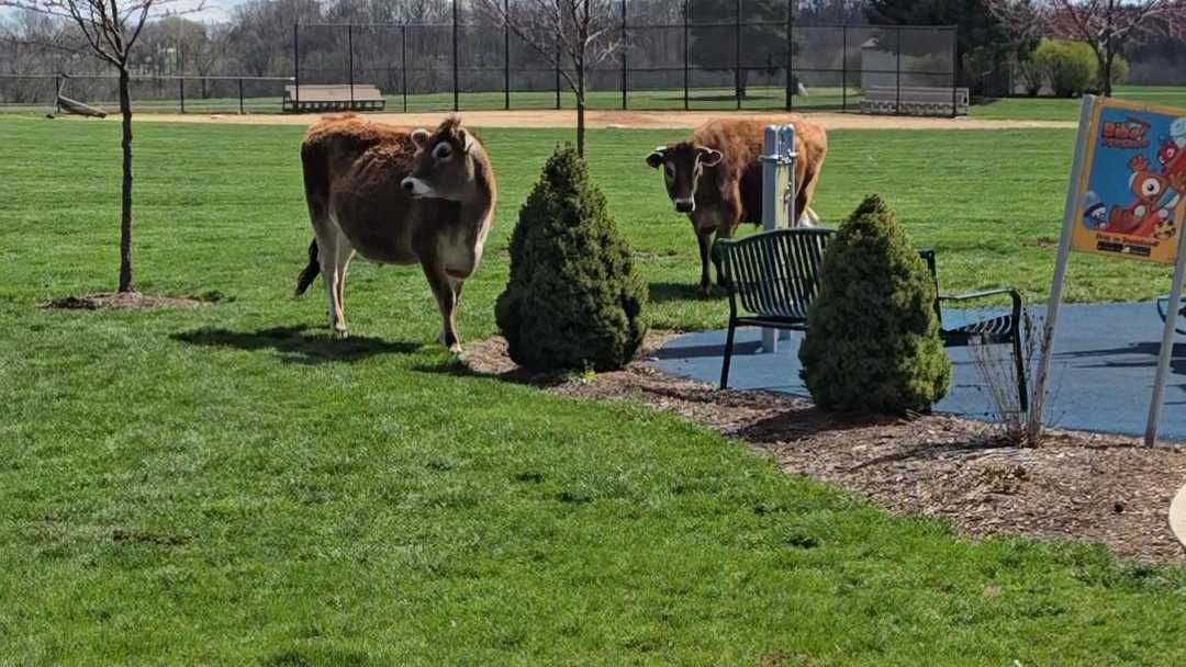 Two loose cows spotted at Lancaster County park