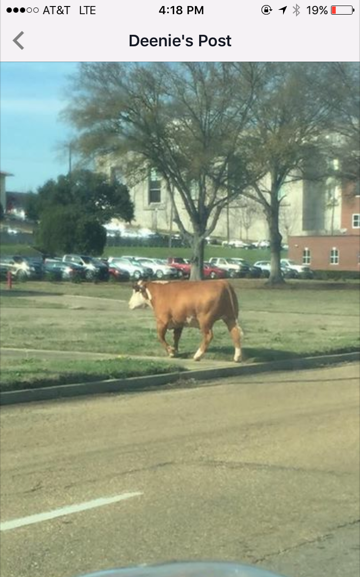 Loose cow captured after roaming downtown Jackson