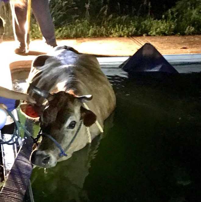 Cow rescued from swimming pool in Edgewater