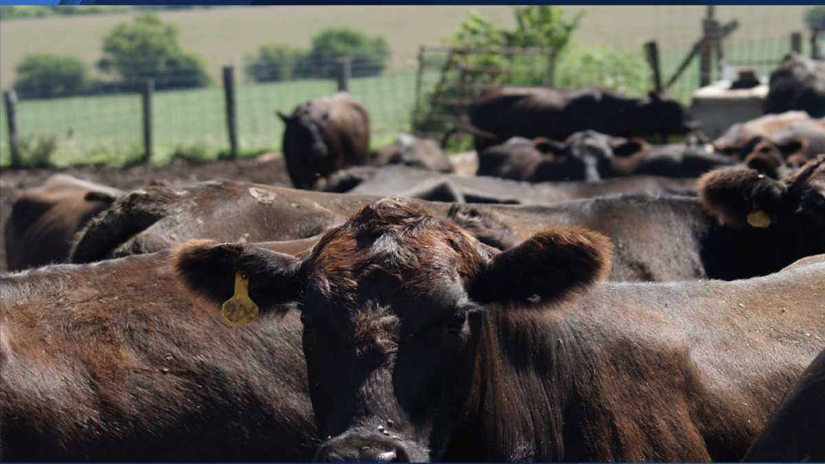 Big Beef Plans: Major facility coming to Glenwood, Iowa
