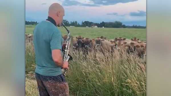 Man hilariously summons cows with cheesy saxophone songs