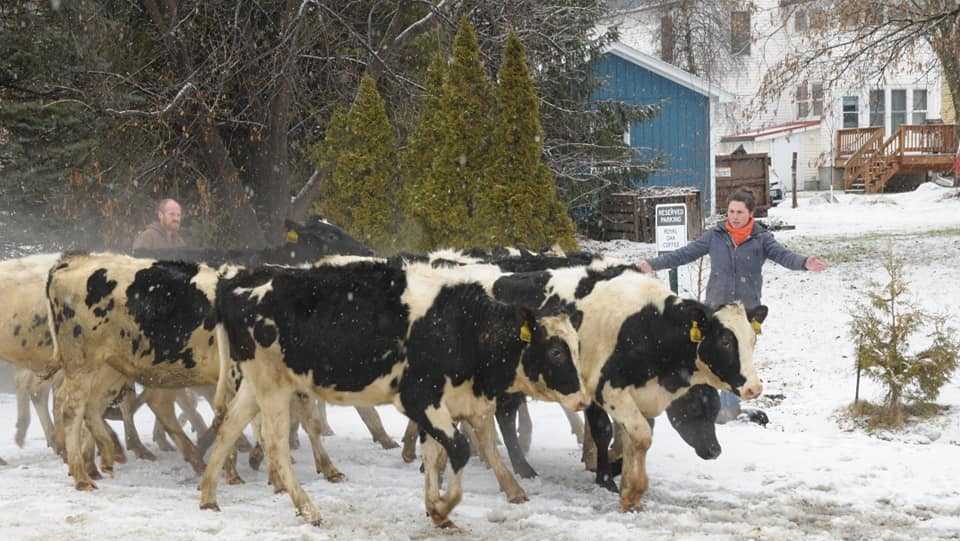 Cows escape truck, run through downtown Middlebury