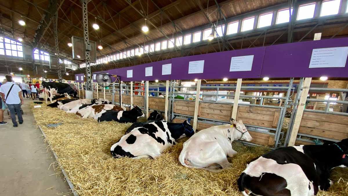 Day 2: Wisconsin State Fair highlights include cows, cooking contests