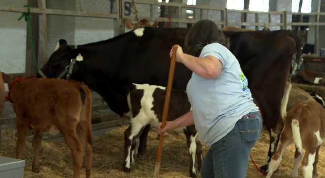 Mules, cows and pigs featured at Dixie National Livestock Shows
