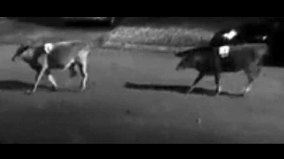 Escaped cows caught on camera wandering through Mississippi neighborhood