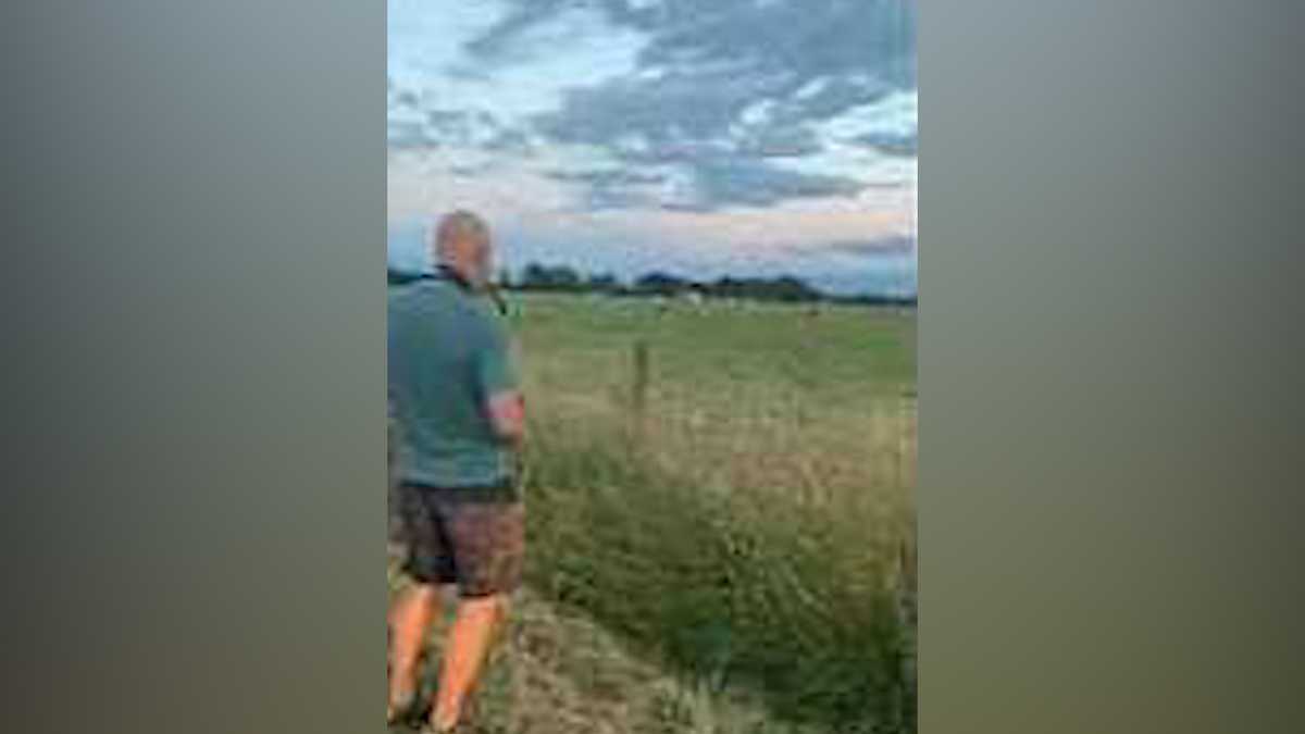 VIDEO: Intrigued group of cows migrate toward man playing saxophone