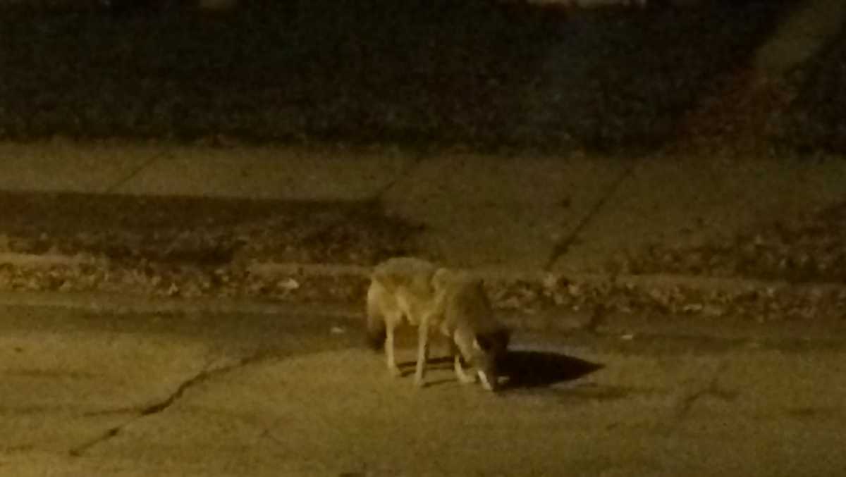 Bay View resident snaps photos of coyote eating rabbit, warns others