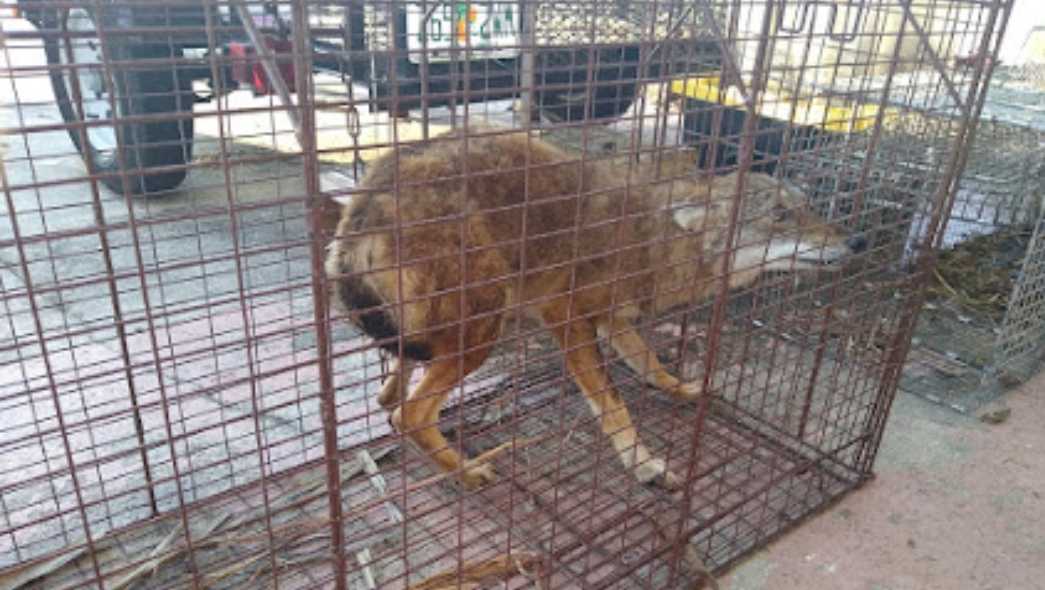 Florida trapper addresses growing coyote population issue in Florida