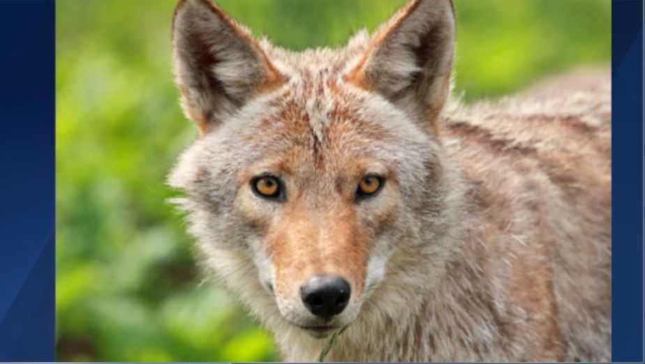 Several coyotes spotted in Iowa town