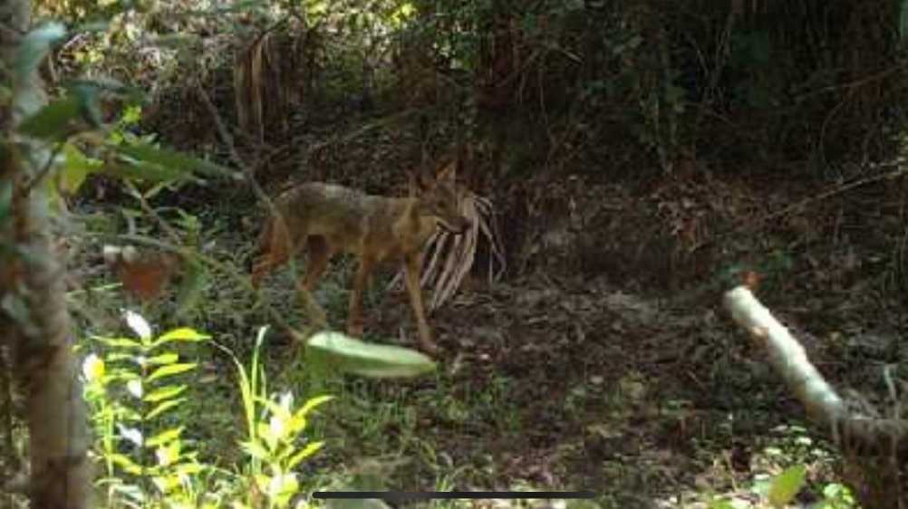 Coyote sightings on the rise in Florida
