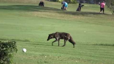 Coyote mating season in Florida: Safety tips to remember