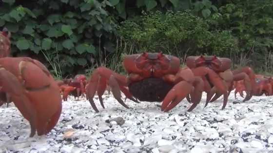 Google covering massive crab migration on Street View