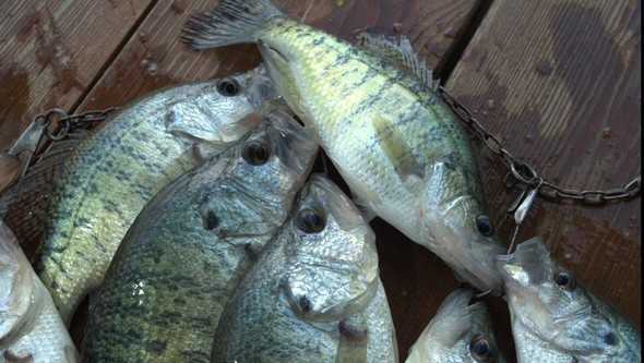 FREE FISHING: You can fish without a license this weekend in Kansas ...