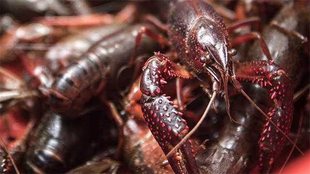 What does the cold weather mean for crawfish season?