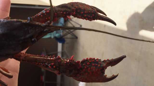 Louisiana man hilariously reviews Cooking Channel 'travesty' crawfish boil