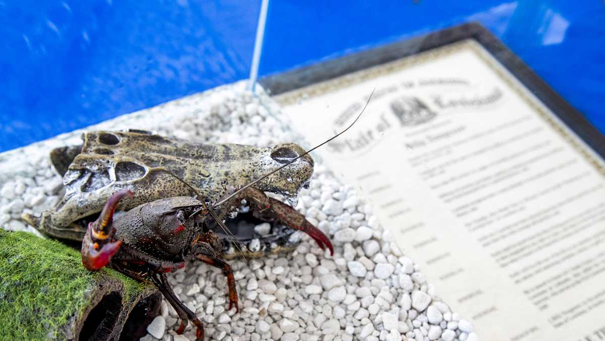 Emile the mudbug gets plucked from pond, pardoned by Louisiana to mark ...