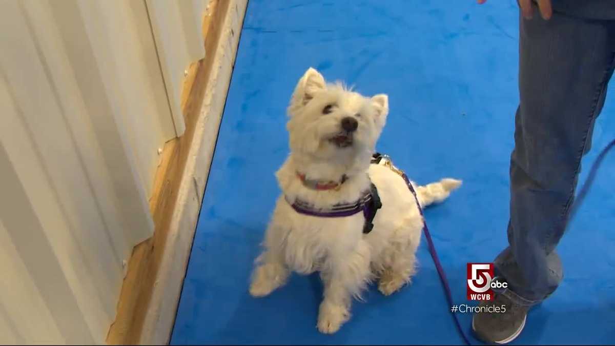 Creature Features: Daring Dogs and Playful Pups