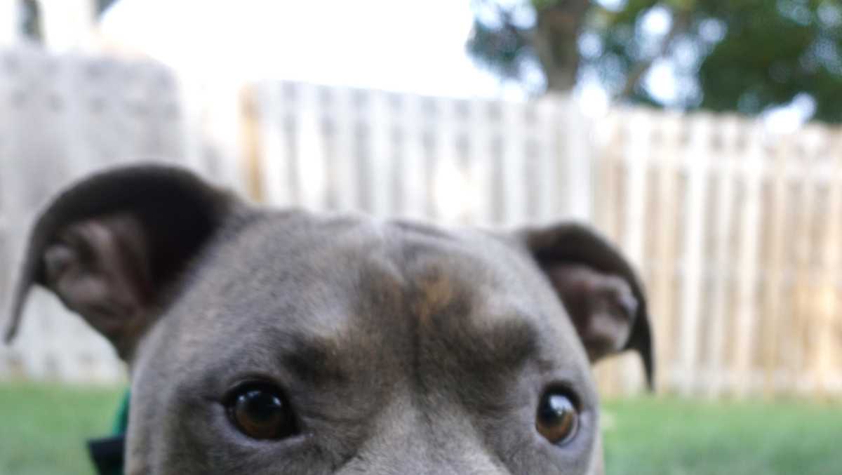 Meet Creed, a 5-year-old, 80-pound pit bull terrier mix looking for his ...