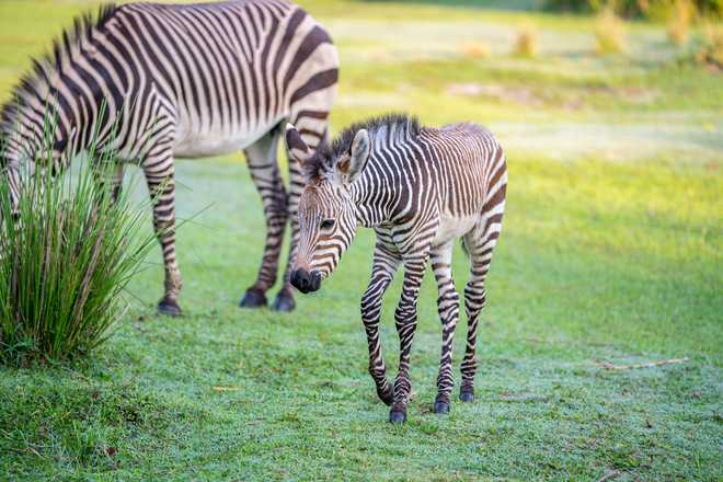 Double delight: 2 zebra foals born at Disney’s Animal Kingdom