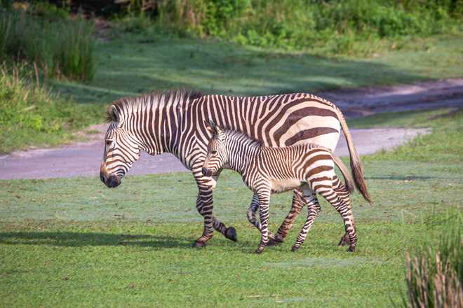Double delight: 2 zebra foals born at Disney’s Animal Kingdom
