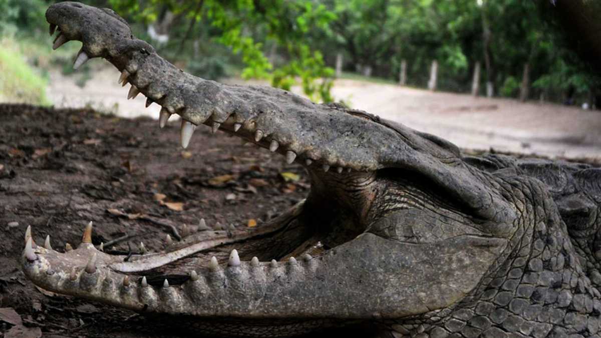 American crocodiles thriving outside South Florida nuclear plant