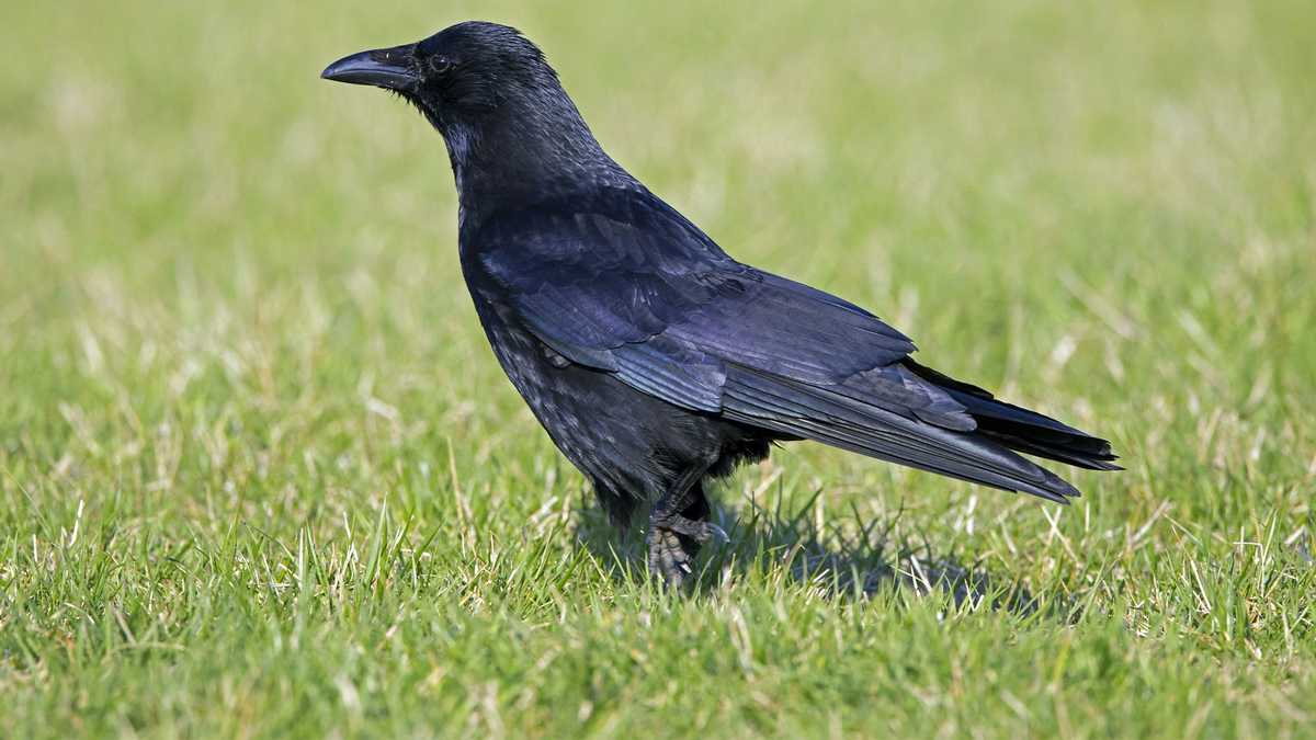 Crows from Bar Harbor, Skowhegan found to have West Nile virus