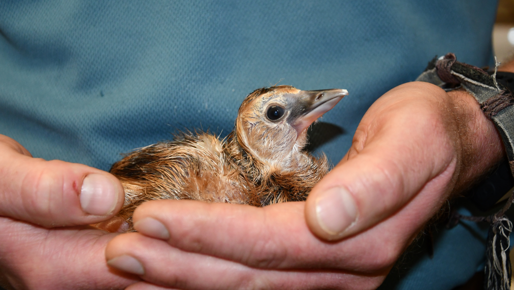 Kentucky Zoo welcomes first east African crowed crane chick in zoo history