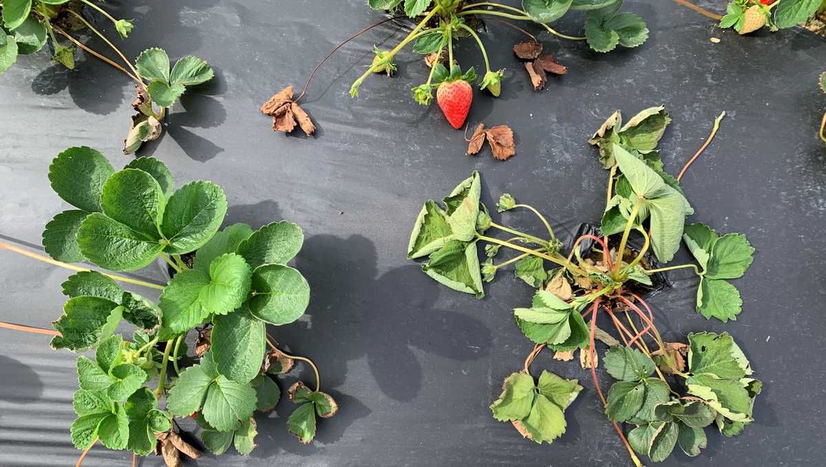 Crown Rot Disease found in Louisiana strawberries