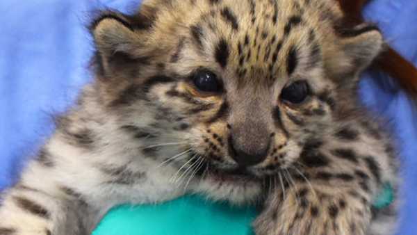 Ohio zoo welcomes new snow leopard cub