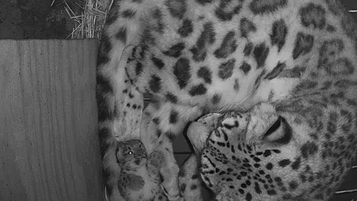 Ohio zoo announces birth of new snow leopard cub