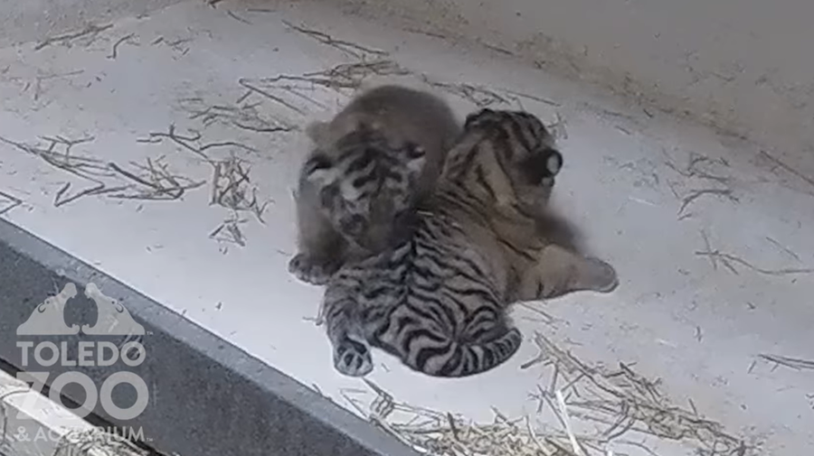 Twin tiger cubs born at Ohio zoo