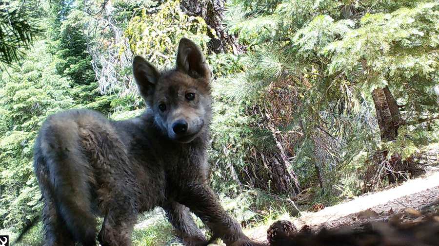 2nd pack of gray wolves spotted in Northern California