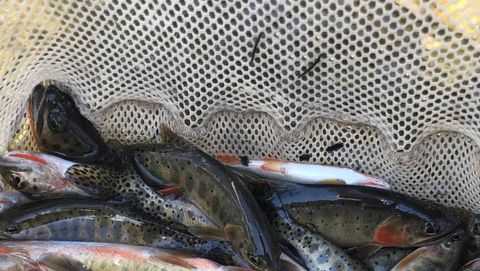 Whirling disease detected at New Mexico fish hatchery