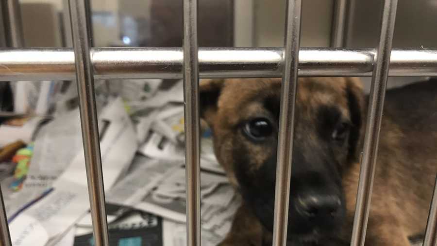Greater Birmingham Humane Society needs homes, donations after animal ...