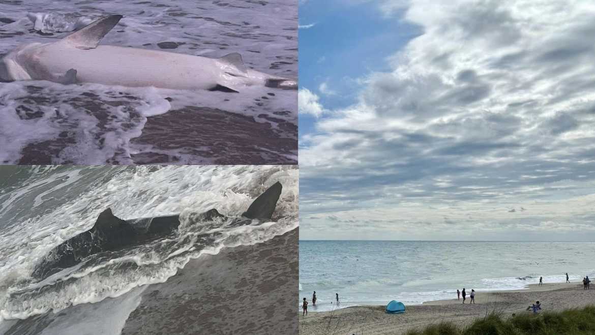 Several reports of sharks washing up dead on Florida beach