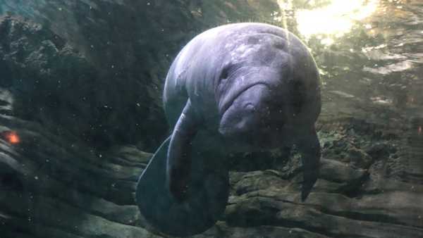 Orphaned manatee finds new home at Cincinnati Zoo
