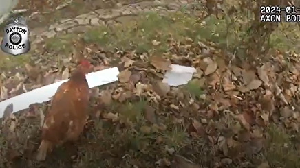 Video shows Dayton police respond to report of a chicken chasing people