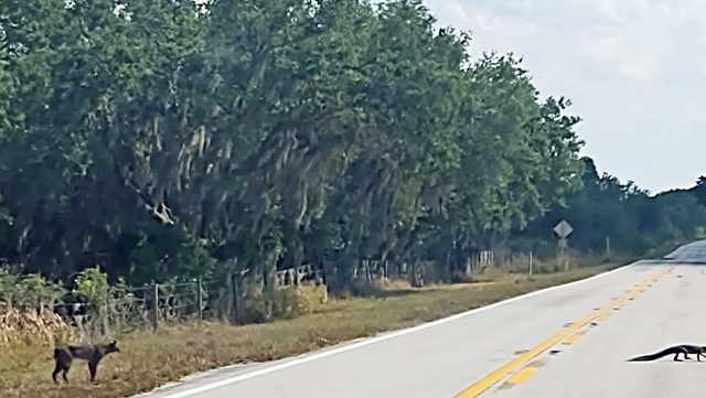 Video: Gator, bobcat cross road in Polk County