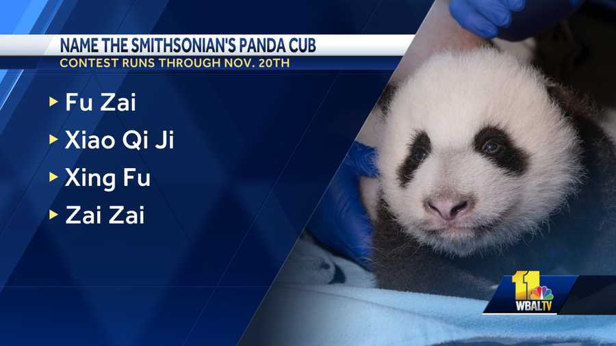 Naming Contest Underway For Smithsonian National Zoo S Panda Cub