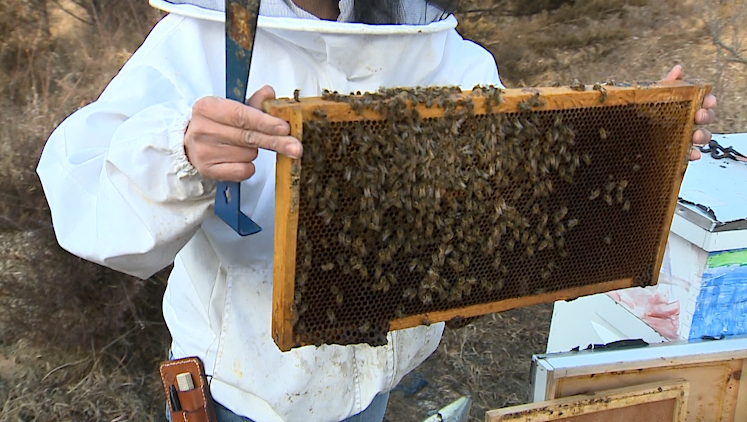 Bee researcher sounded alarm on hazardous waste site