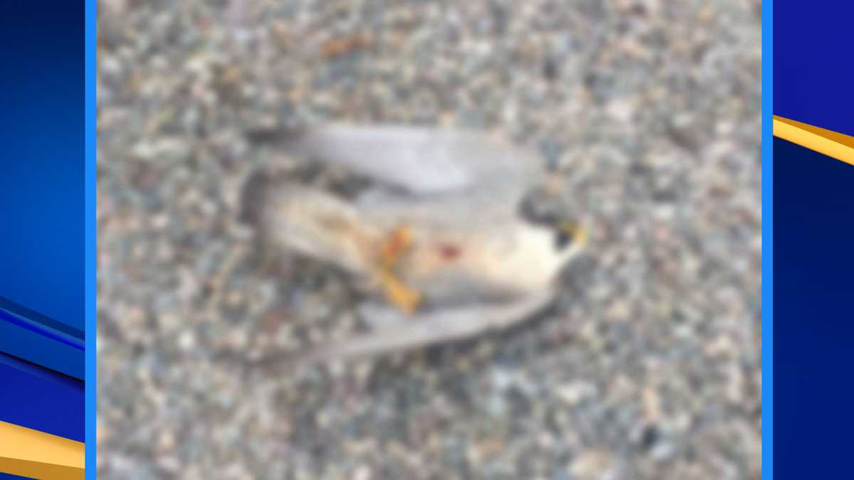 Federally protected peregrine falcon shot, killed in Salem, police say