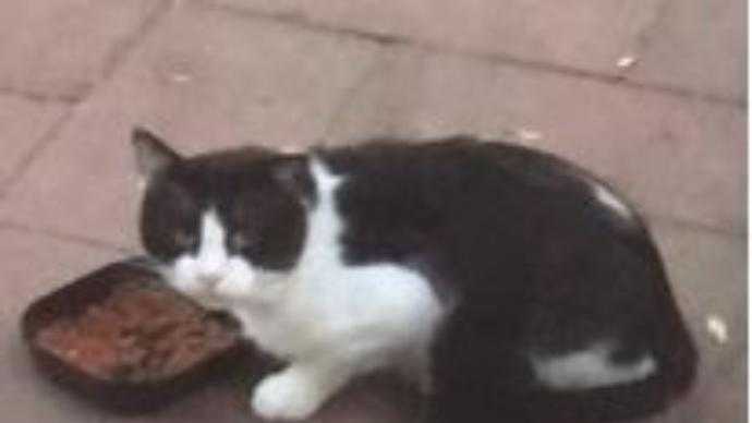 Woman says animal control euthanized her cat after reporting it missing