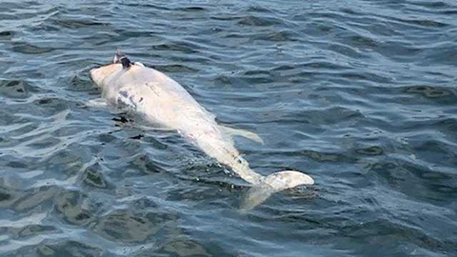 Photos show deceased dolphin found in Baltimore harbor
